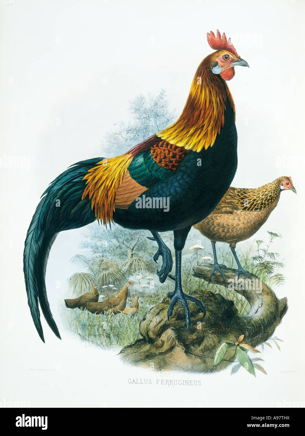 Gallus gallus red junglefowl Stock Photo - Alamy