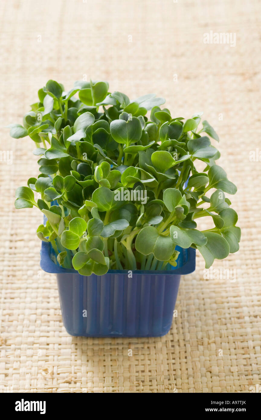 Daikon cress in plastic punnet FoodCollection Stock Photo - Alamy