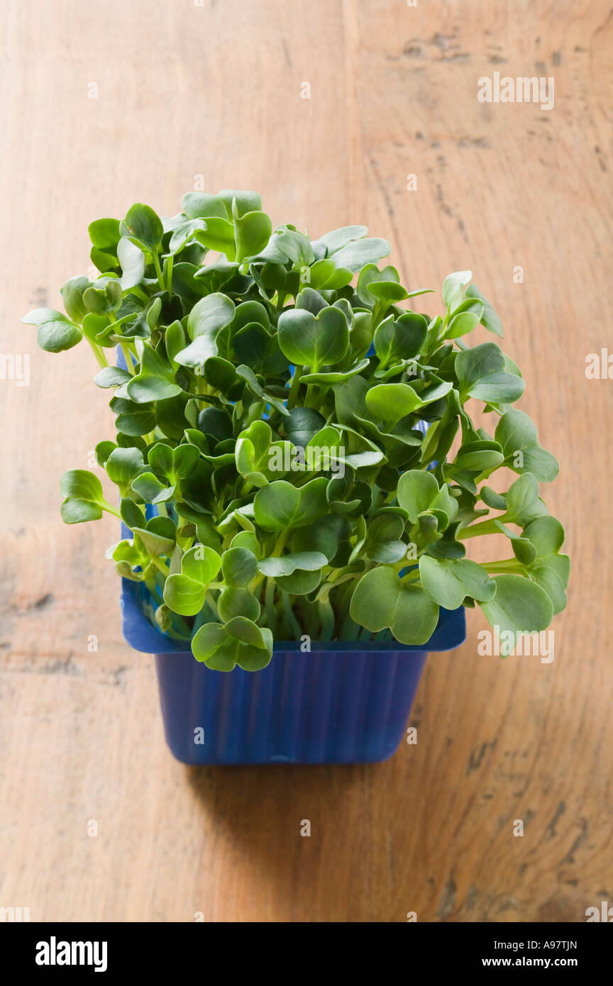 Daikon cress in plastic punnet FoodCollection Stock Photo - Alamy
