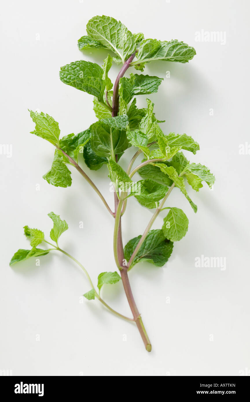 A stalk of Thai mint FoodCollection Stock Photo - Alamy