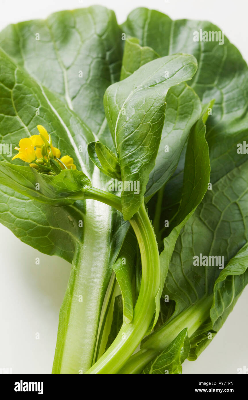 Chinese Flowering Cabbage