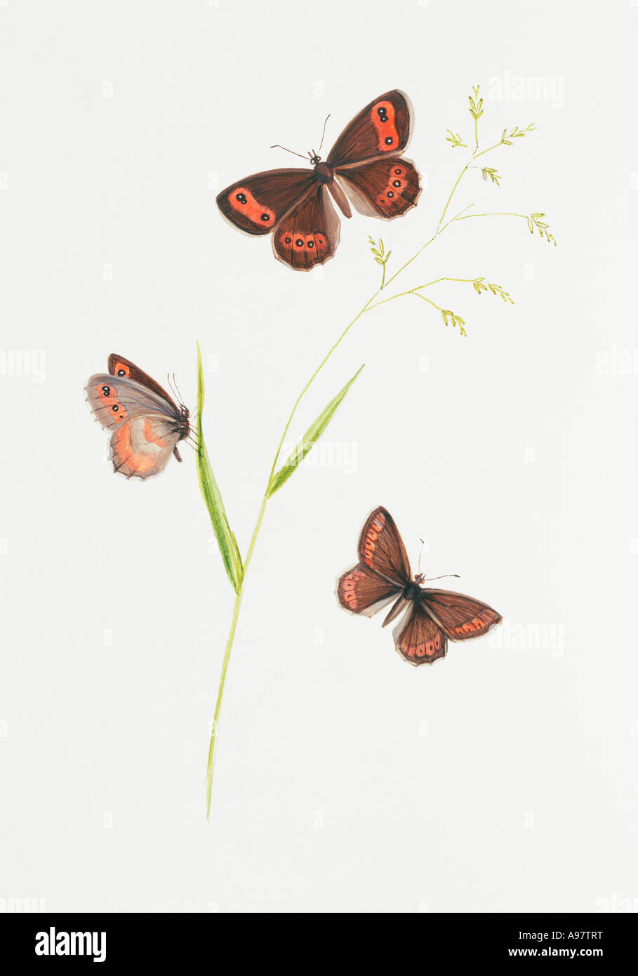 Erebia aethiops scotch argus butterfly Stock Photo - Alamy