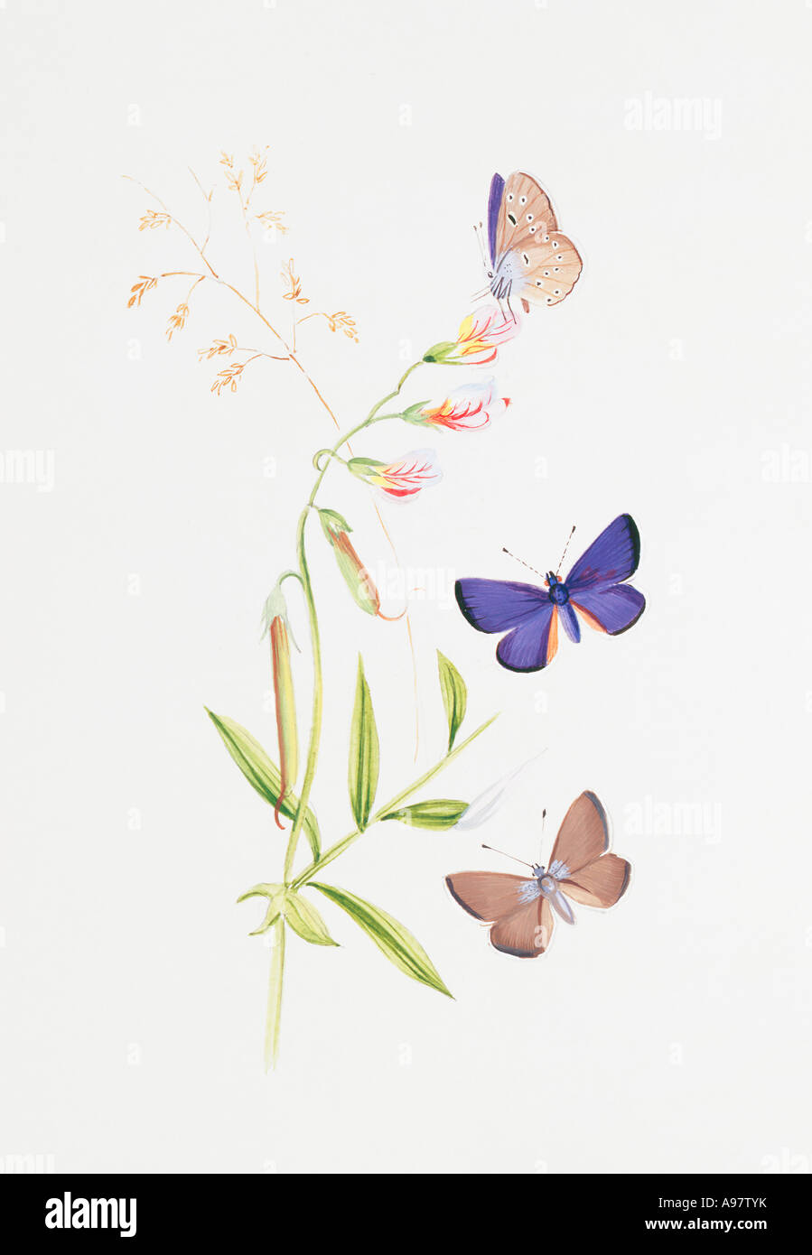 Cyaniris semiargus hi-res stock photography and images - Alamy
