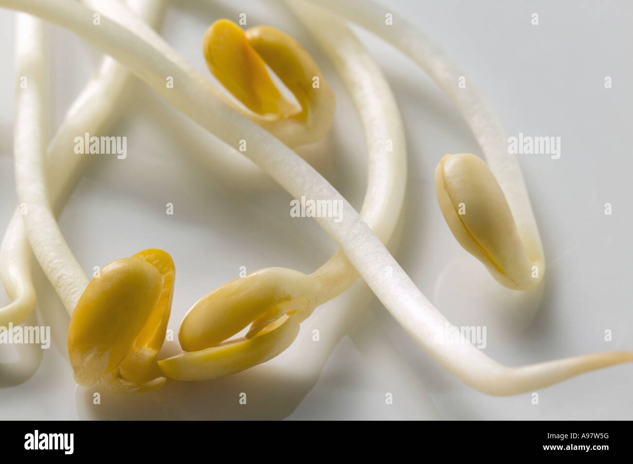 A few soya sprouts FoodCollection Stock Photo - Alamy
