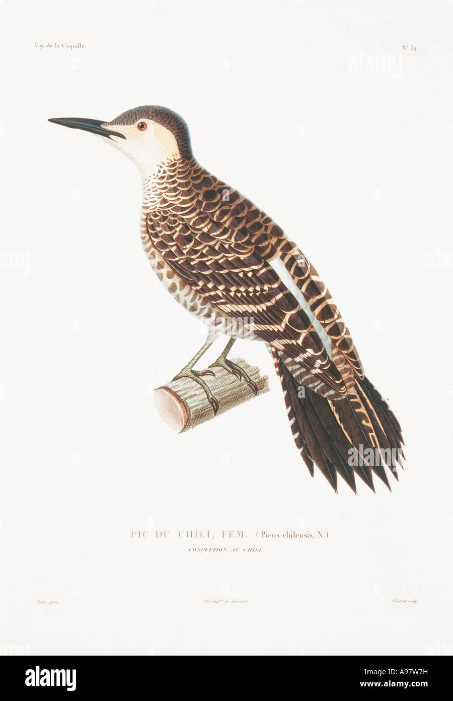 Atlas fan hi-res stock photography and images - Alamy