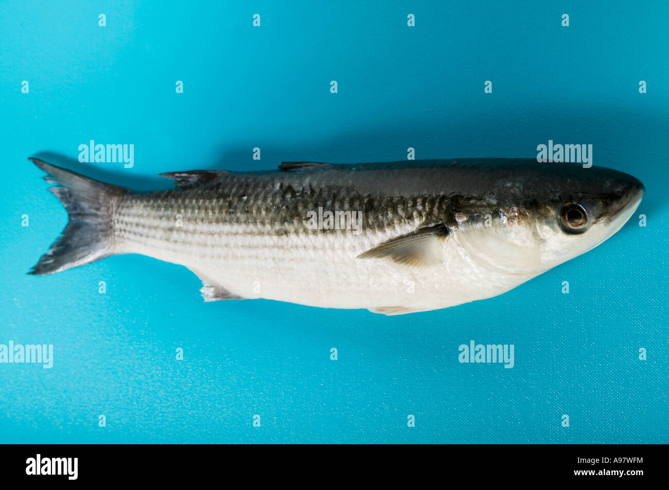 Grey mullet on blue background FoodCollection Stock Photo - Alamy