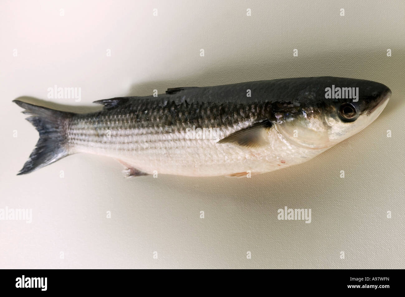 Grey mullet FoodCollection Stock Photo - Alamy