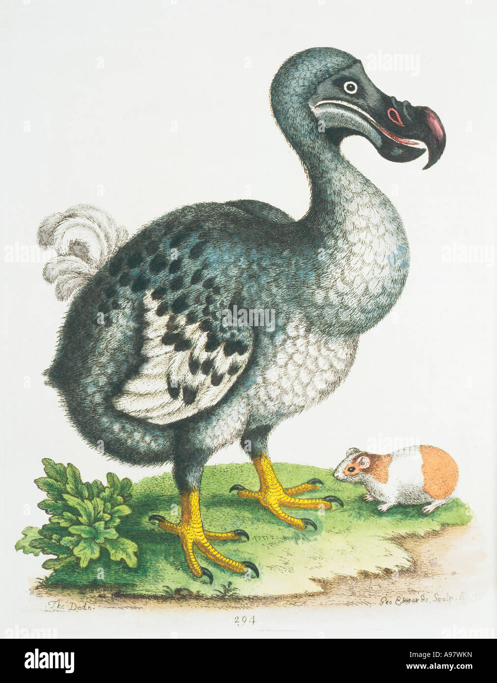 Dodo bird hi-res stock photography and images - Alamy
