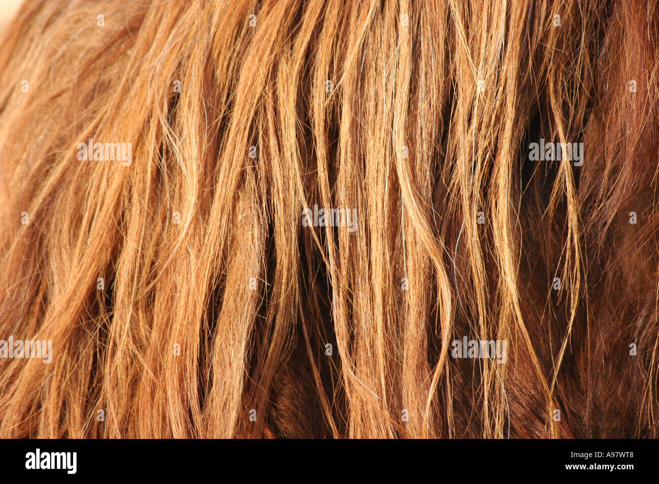 highland cattle hair Stock Photo - Alamy