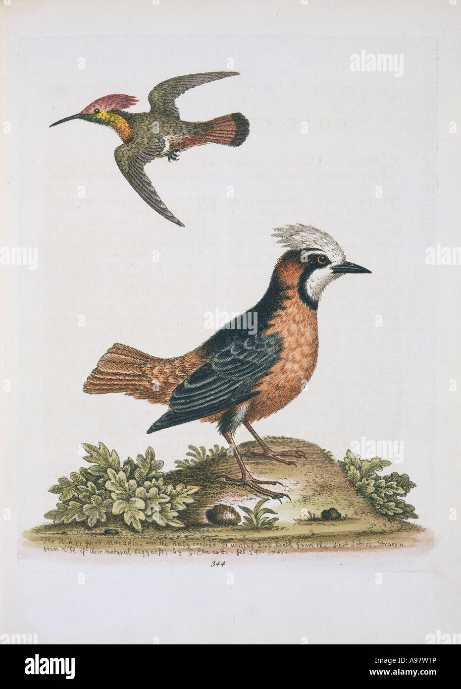 George edwards hi-res stock photography and images - Alamy