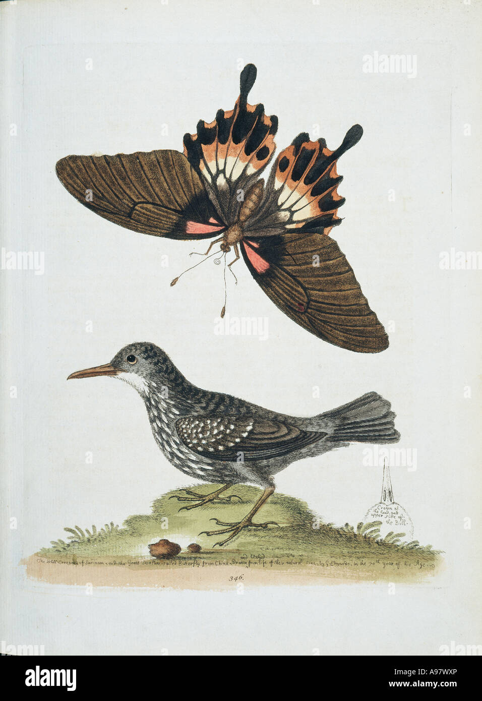 George edwards hi-res stock photography and images - Alamy