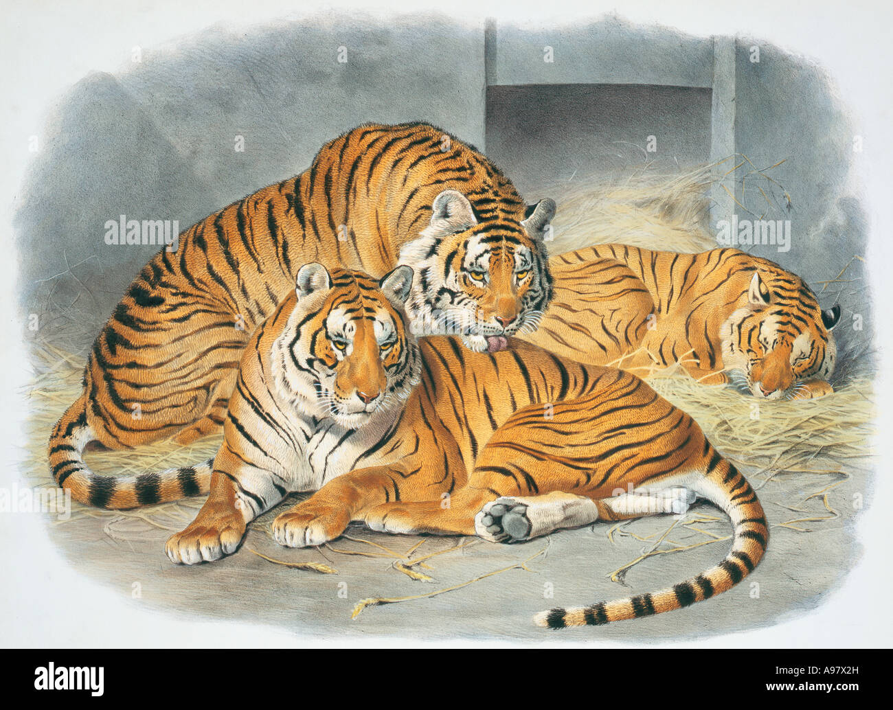 Panthera tigris tiger Stock Photo - Alamy