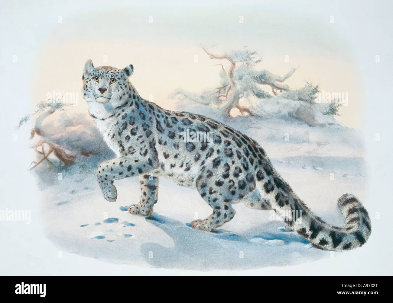 Uncia uncia snow leopard Stock Photo - Alamy