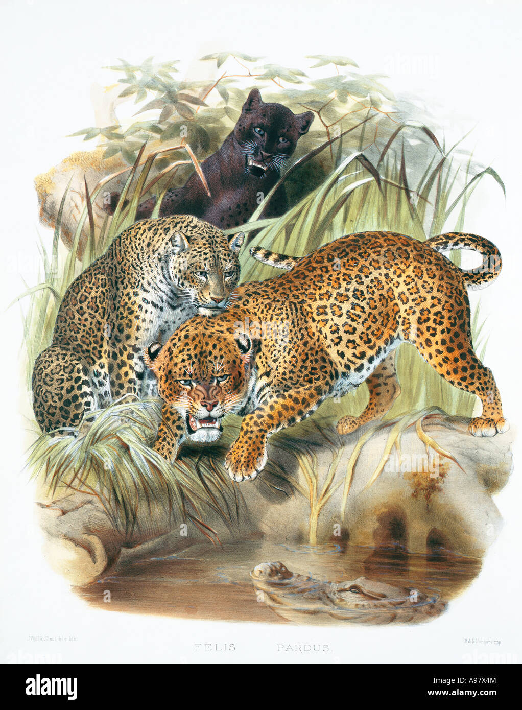 Panthera pardus leopard Stock Photo - Alamy