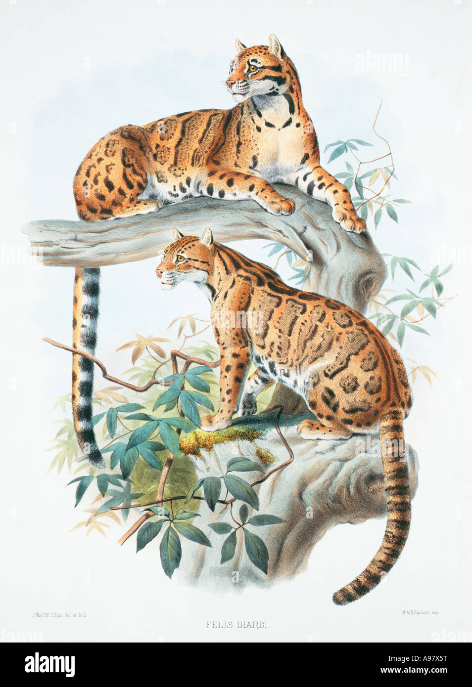 Felis nebulosa hi-res stock photography and images - Alamy