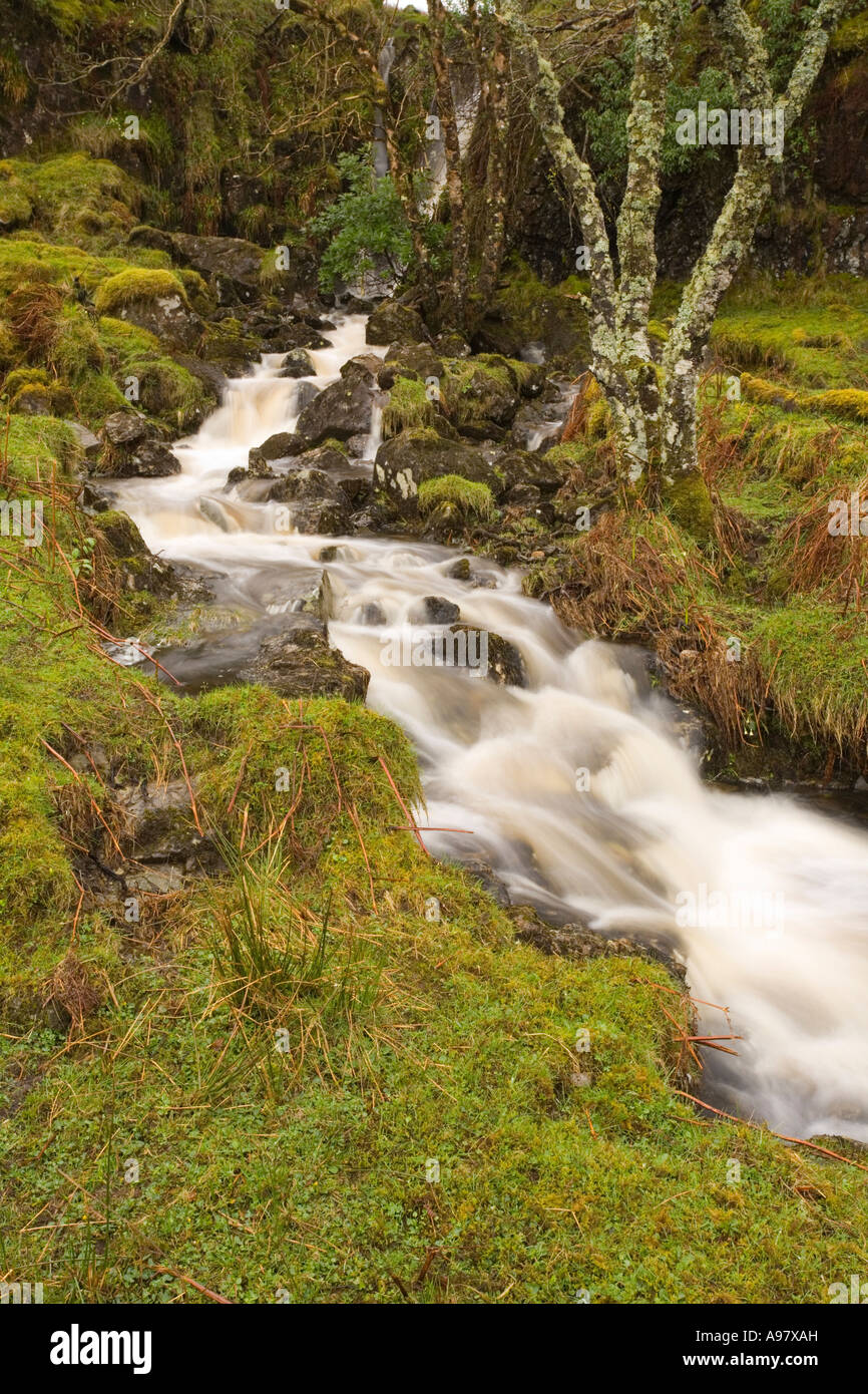 Waterfall through late winter woodland, Isle of Mull, Scotland, United ...