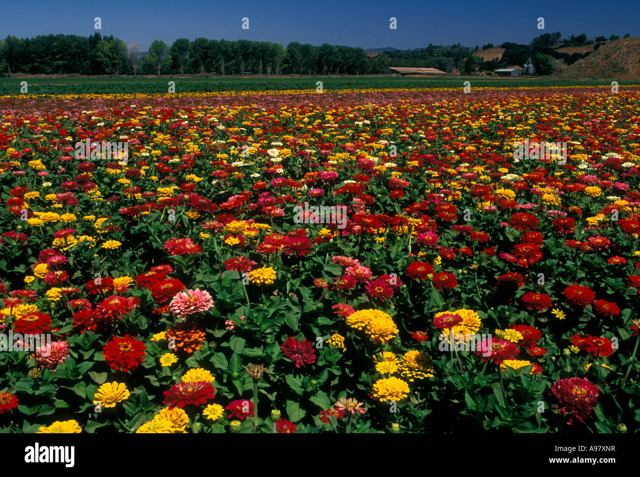 zinnia, zinnias, flower, flowers, field of flowers, in bloom, blooming ...