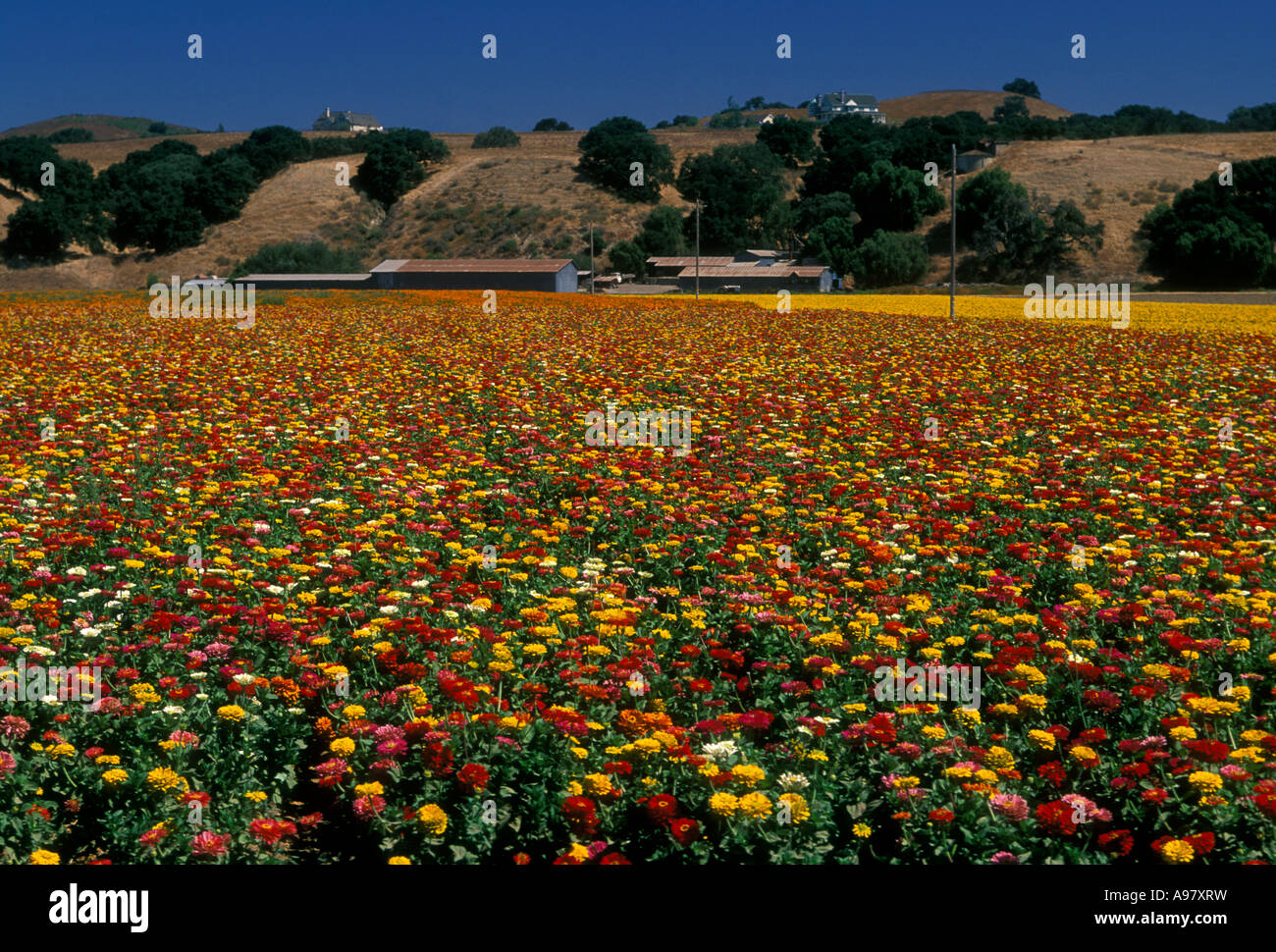 zinnia, zinnias, flower, flowers, field of flowers, in bloom, blooming ...