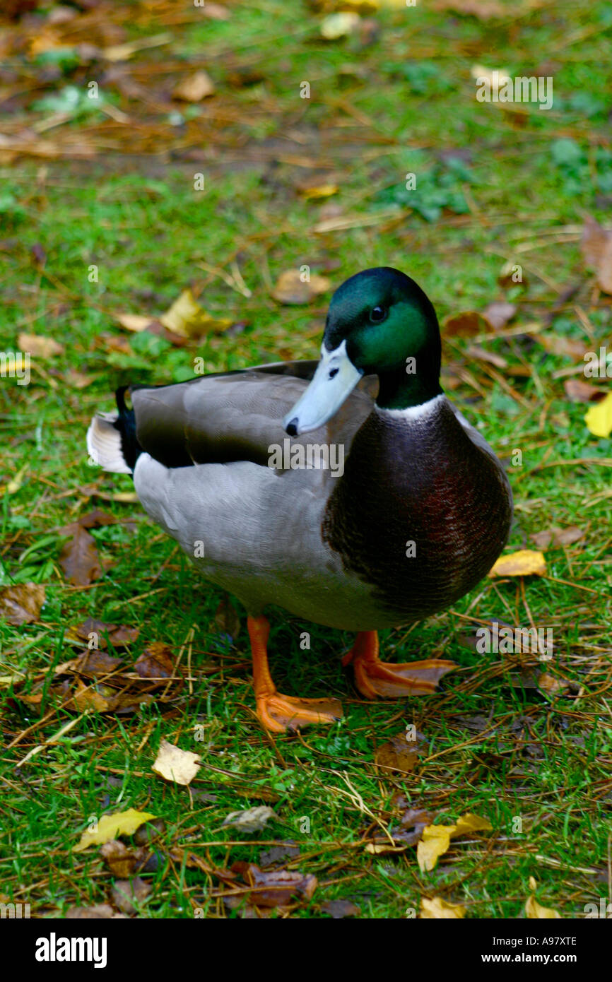 mallard duck from front Stock Photo - Alamy