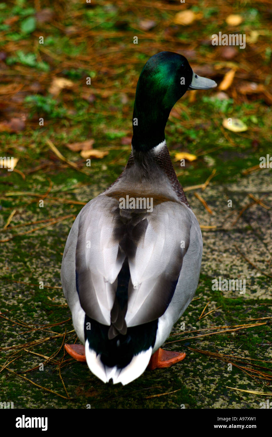 mallard duck from behind Stock Photo - Alamy