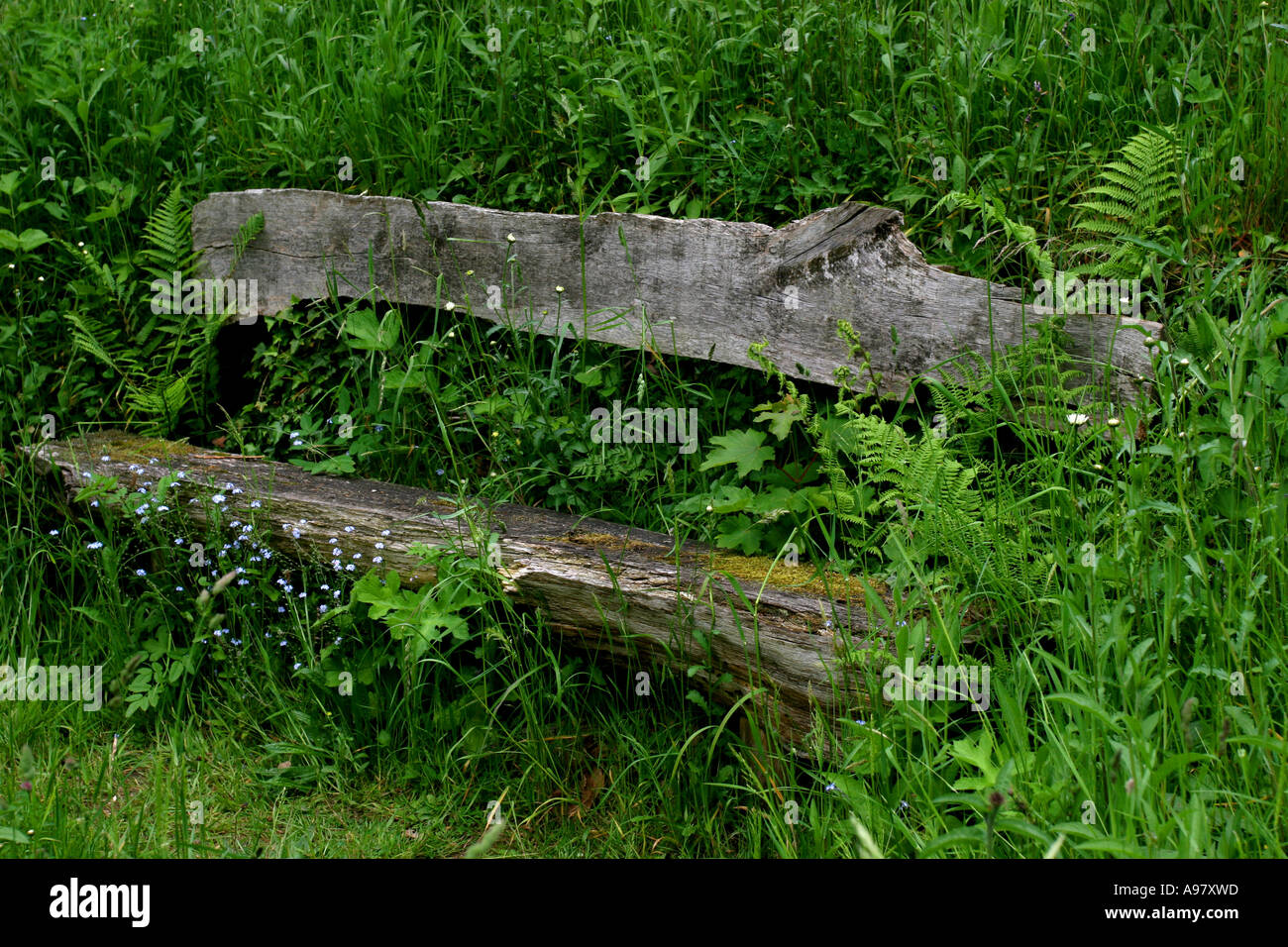 rustic wooden bench hidden in overgrown garden foliage Stock Photo - Alamy
