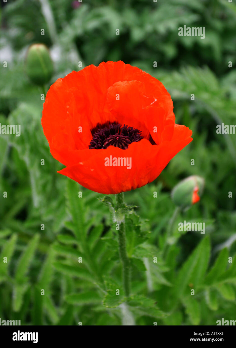 Poppy flower in garden Stock Photo - Alamy