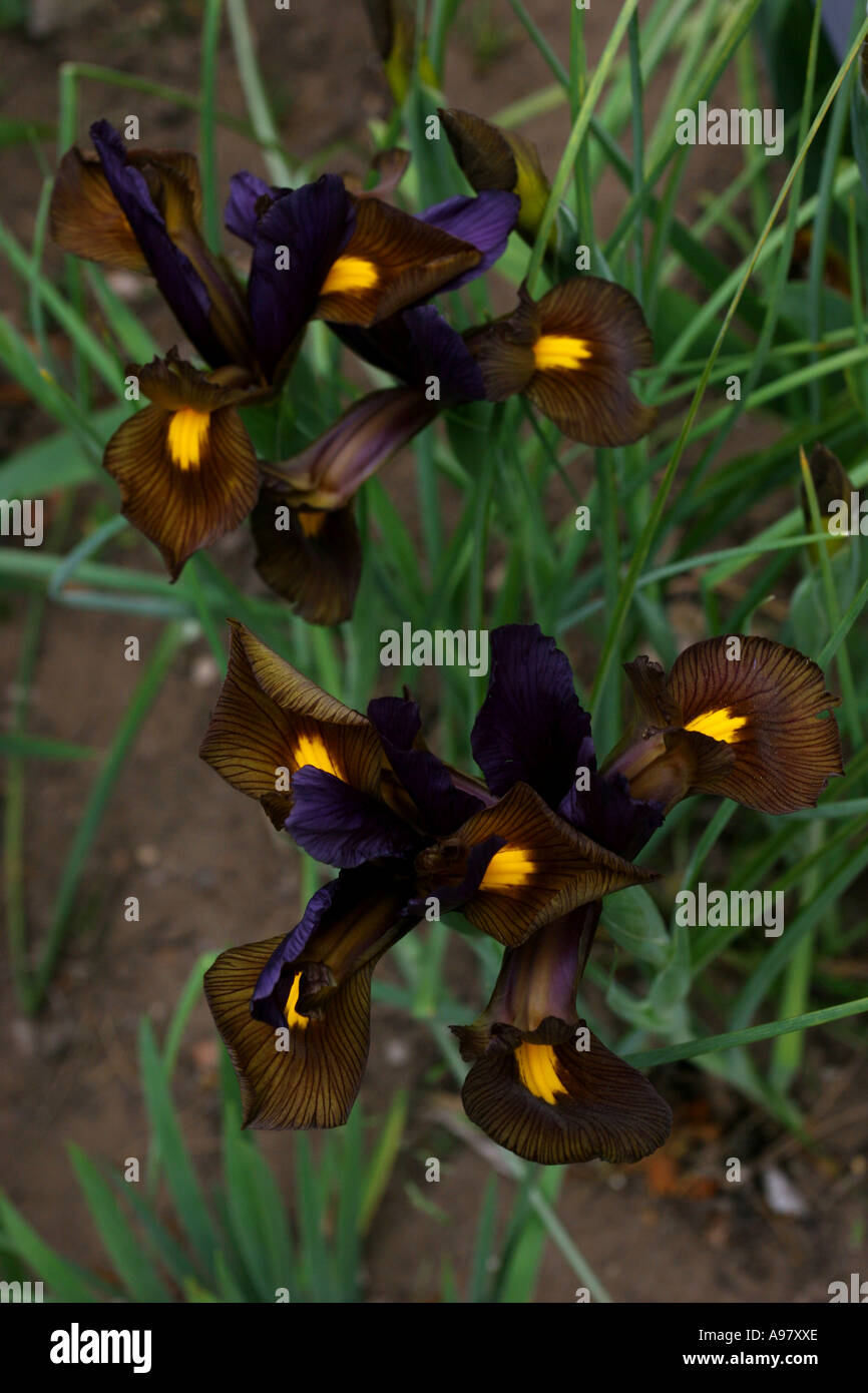 Two iris hi-res stock photography and images - Alamy