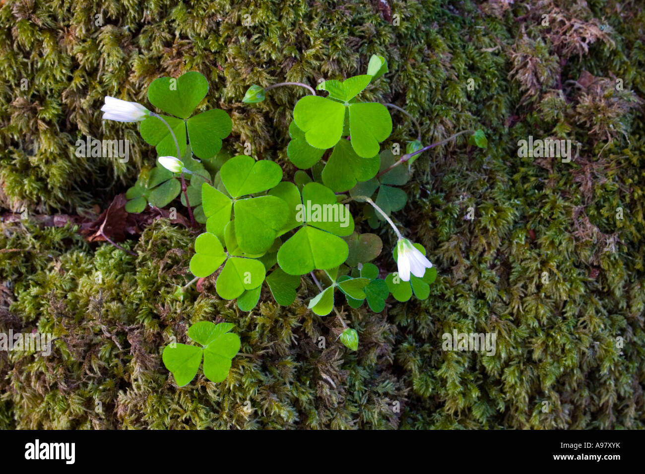 Wood Sorrel (Oxalis acetosella) on moss covered log, Isle of Mull ...
