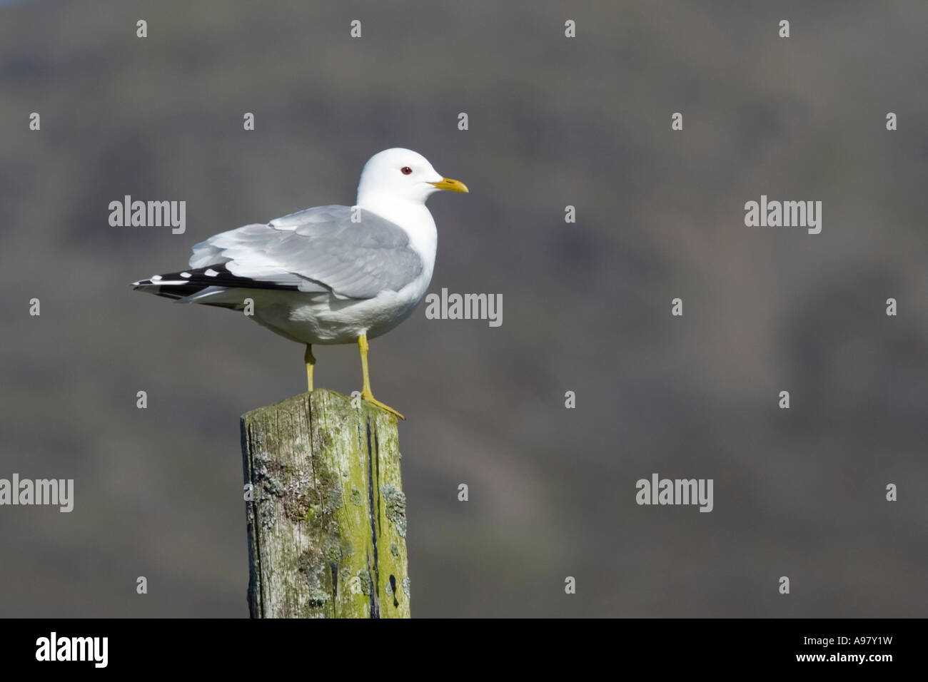 Common Gull (Larus canus) on fence post, Isle of Mull, Scotland, United ...
