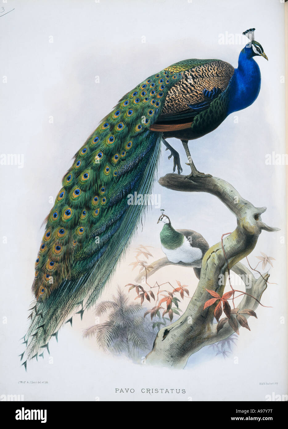 Pavo cristatus Indian peafowl Stock Photo - Alamy