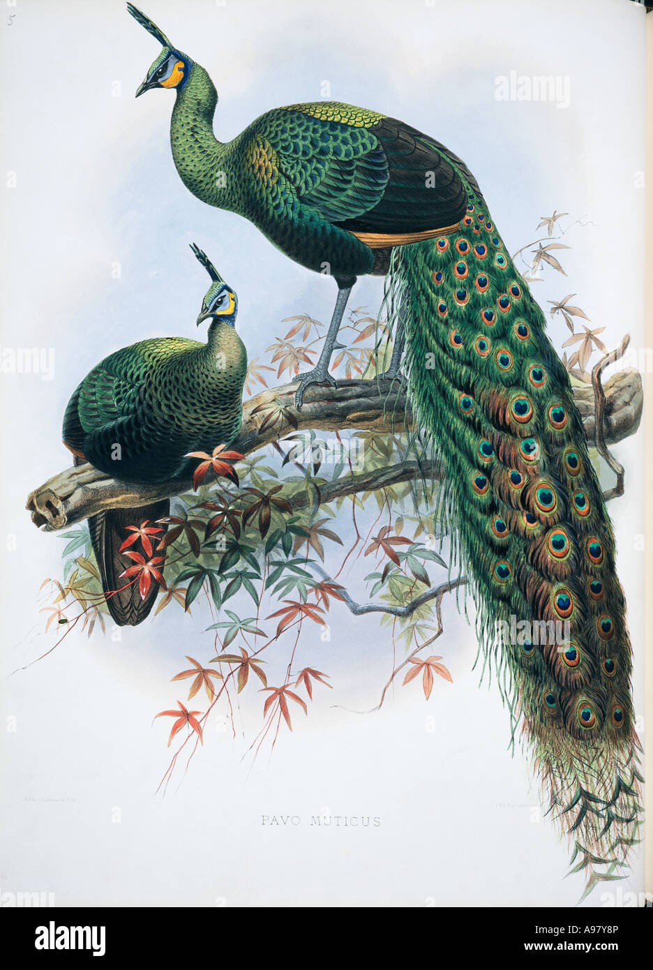 Pavo muticus green peafowl Stock Photo - Alamy