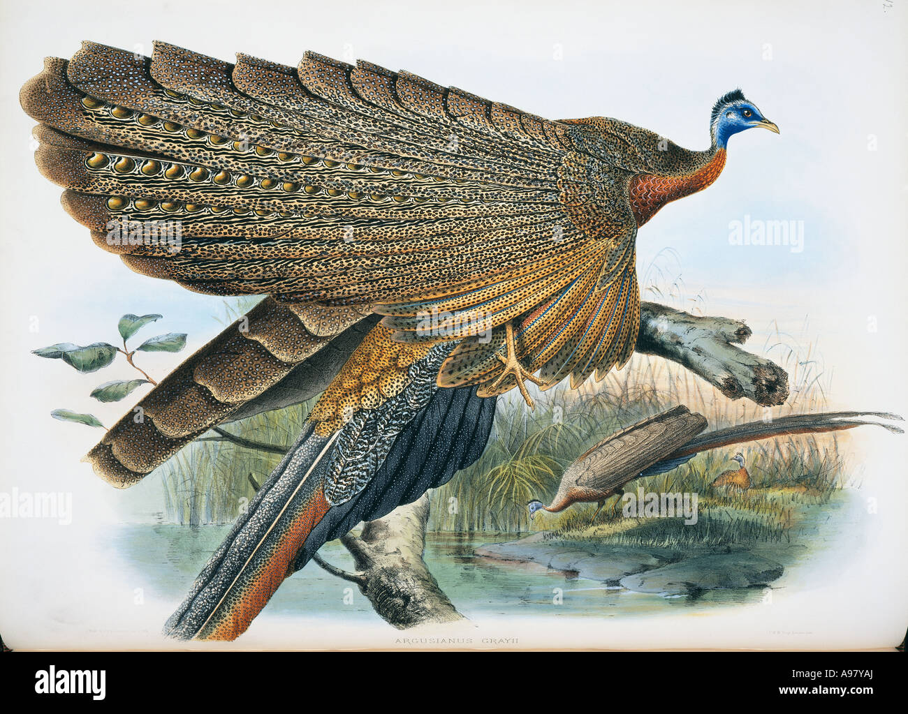 Argus pheasant hi-res stock photography and images - Alamy