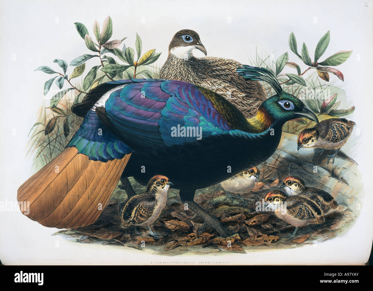 Lophophorus impejanus Himalayan monal Stock Photo - Alamy