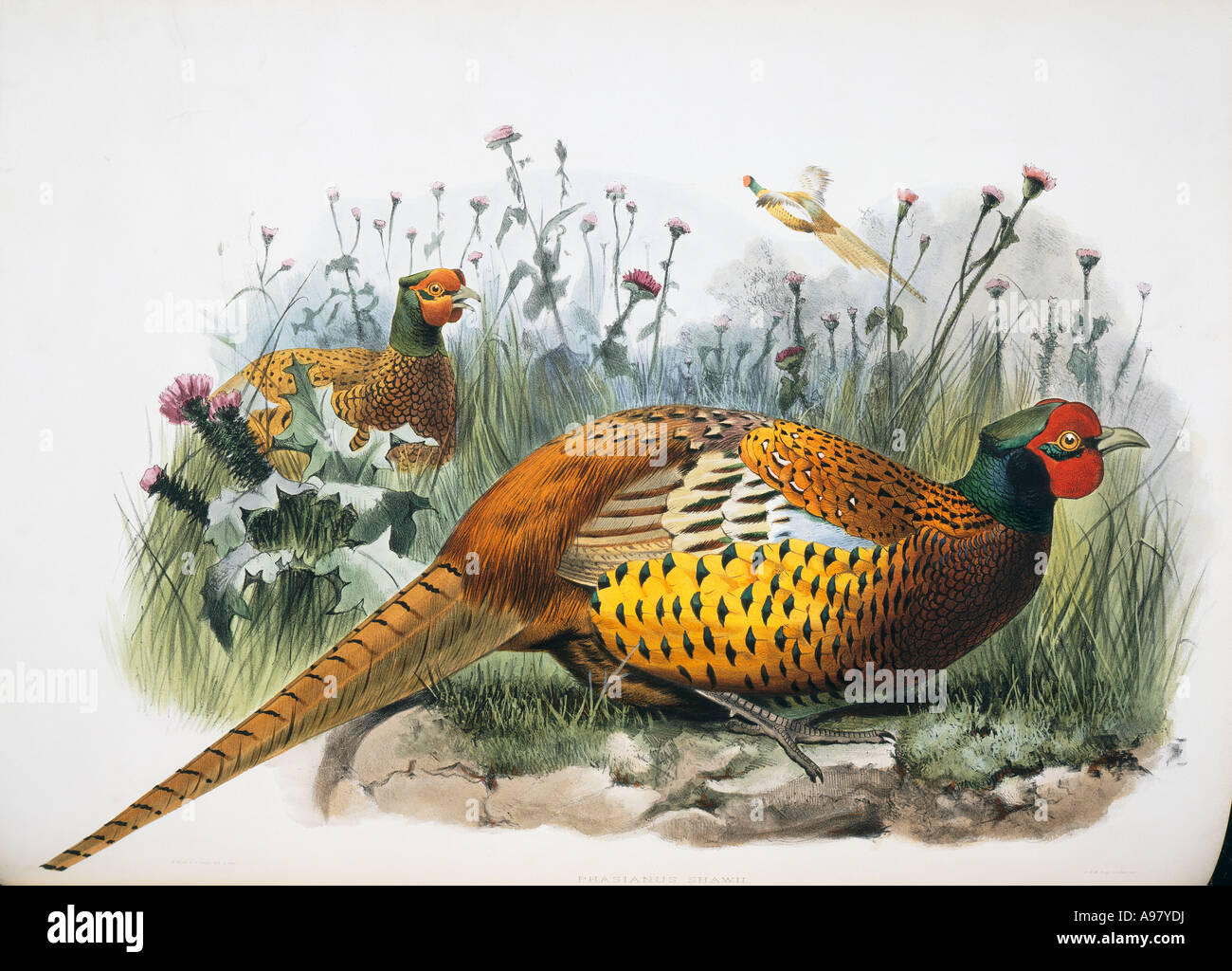 Phasianus colchicus shawii common pheasant Stock Photo - Alamy