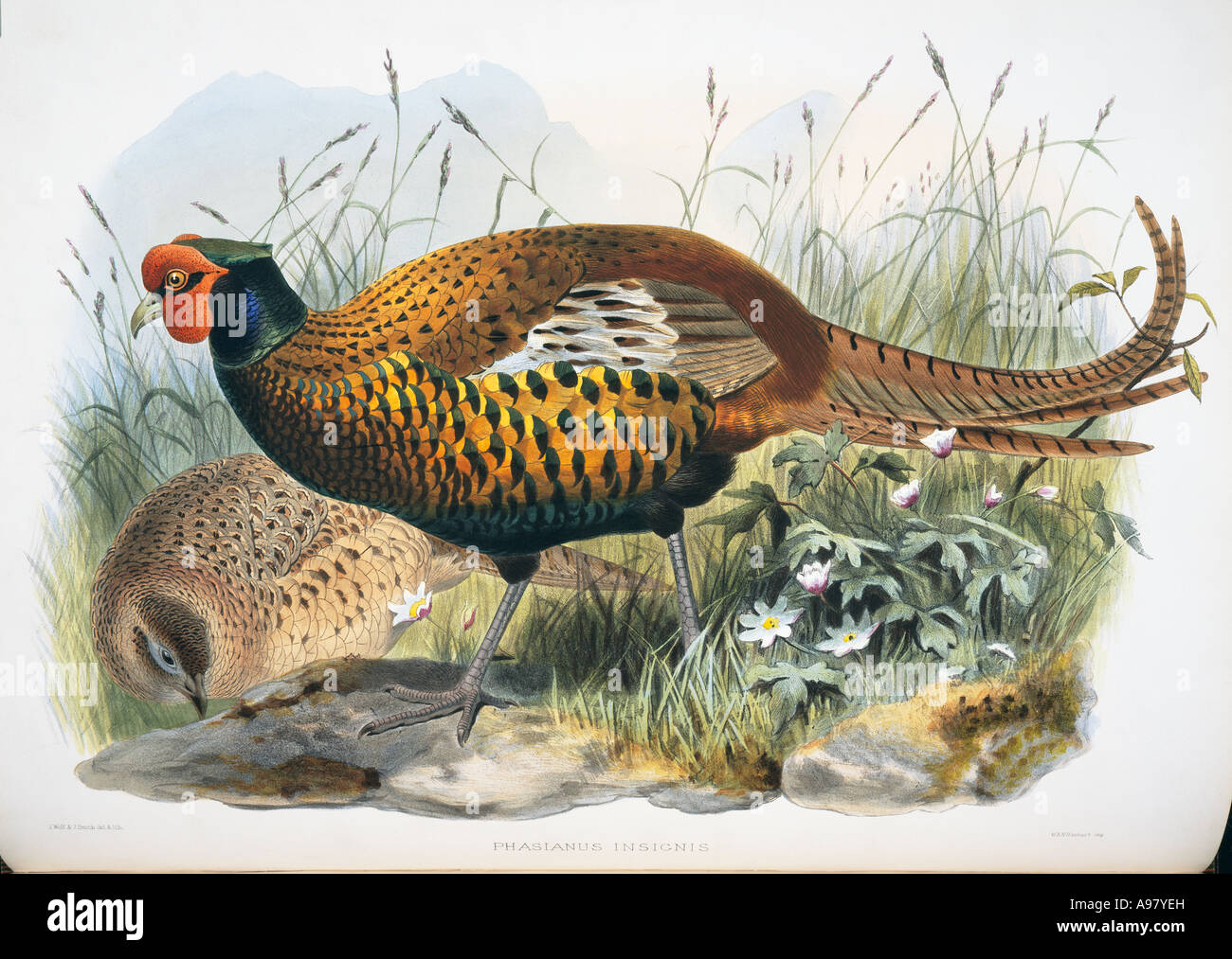 Common pheasant pair hi-res stock photography and images - Alamy