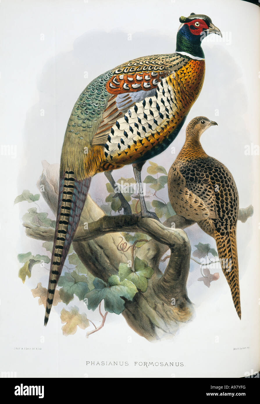 Phasianus colchicus formosanus common Formosan pheasant Stock Photo - Alamy