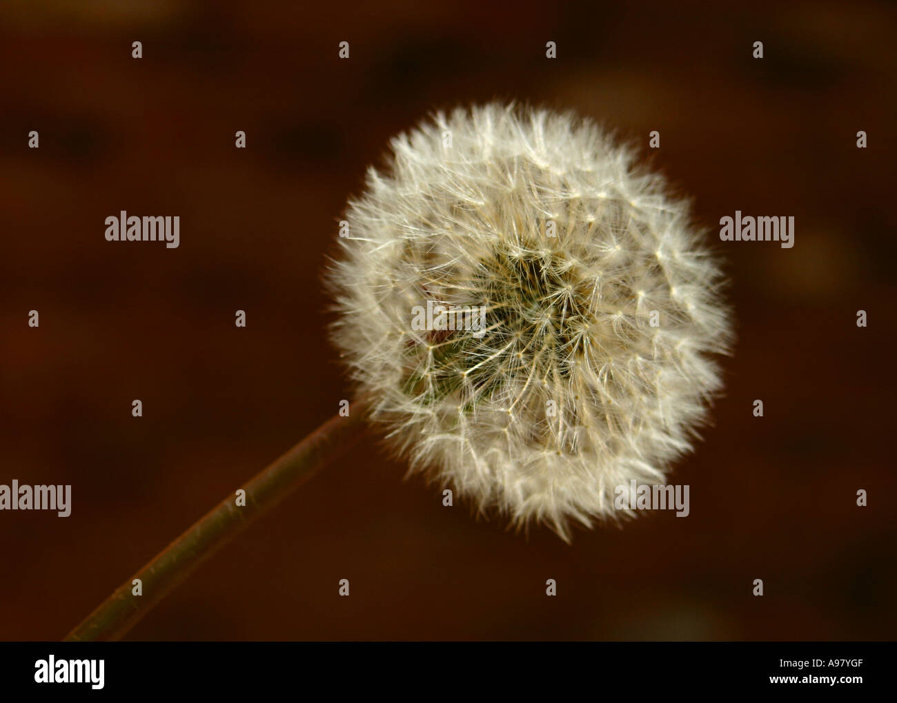 dandelion head close up Stock Photo - Alamy
