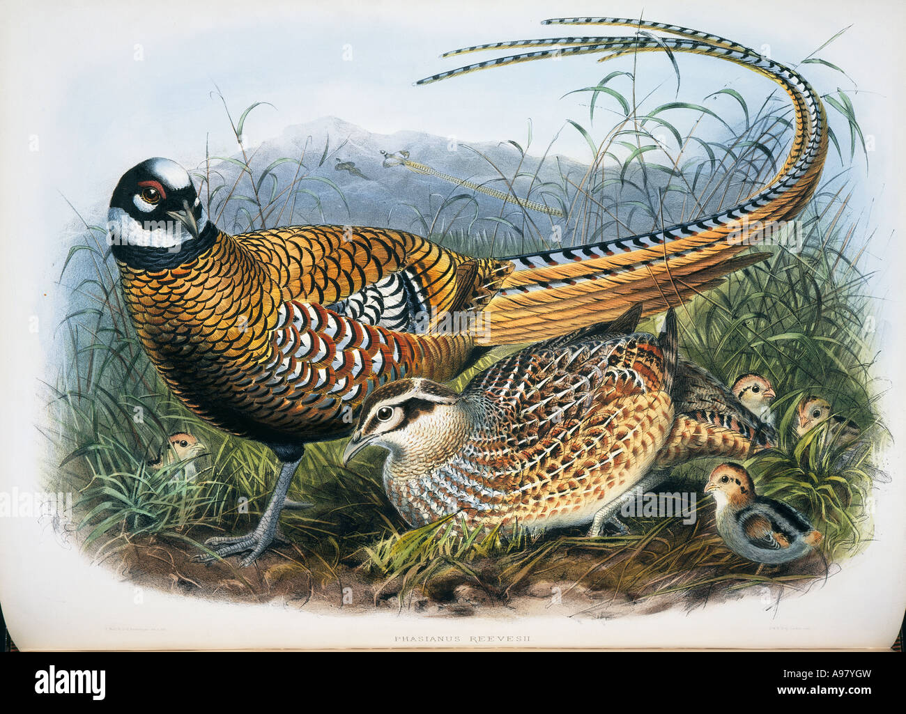 Syrmaticus reevesii Reeves pheasant Stock Photo - Alamy