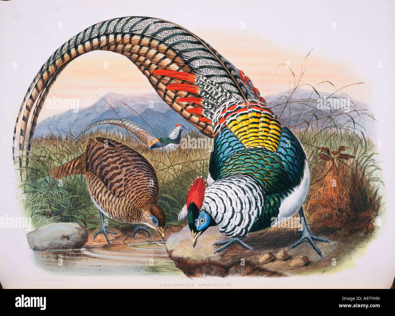 Chrysolophus amherstiae Lady Amherst's pheasant Stock Photo - Alamy