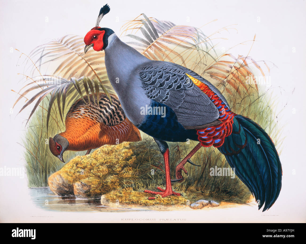 Lophura diardi Siamese fireback Stock Photo - Alamy