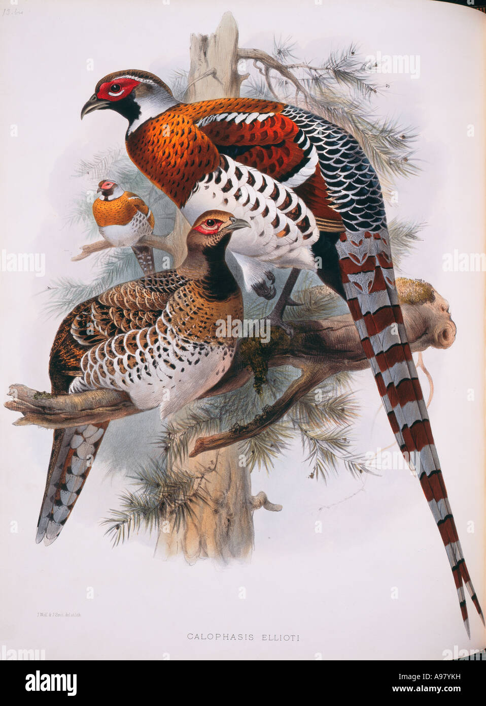 Syrmaticus ellioti Elliot's pheasant Stock Photo - Alamy