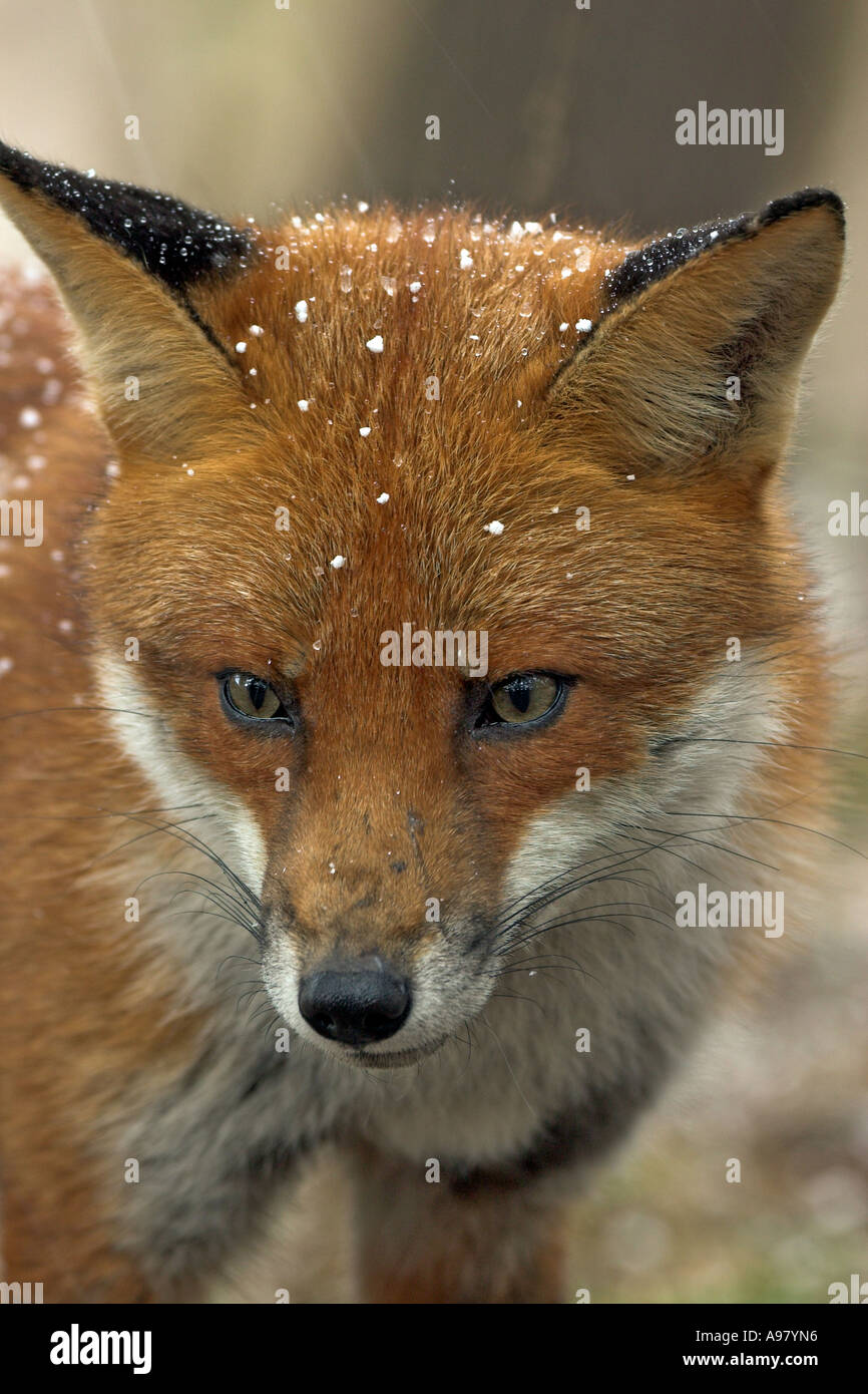 Red fox snow woodland hi-res stock photography and images - Alamy
