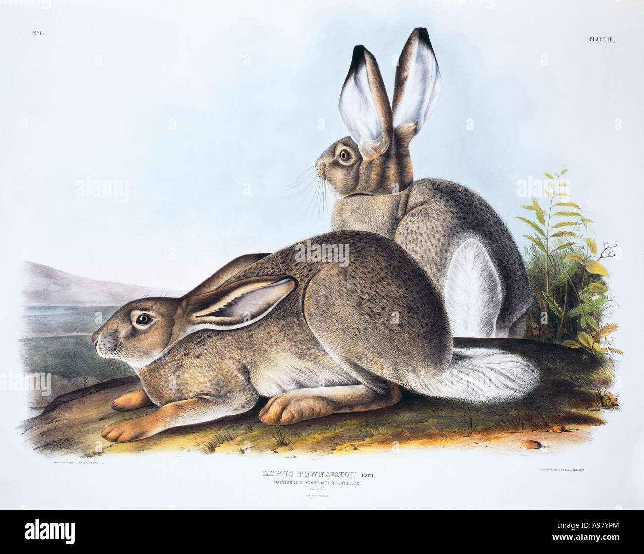 Jack rabbit hi-res stock photography and images - Alamy