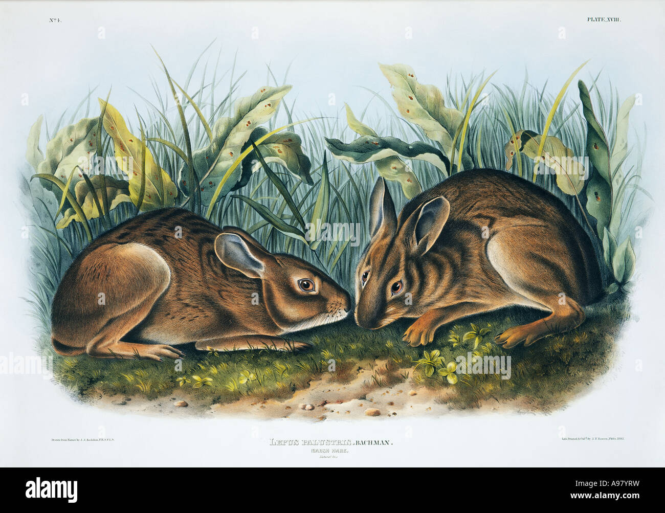 Sylvilagus palustris hi-res stock photography and images - Alamy