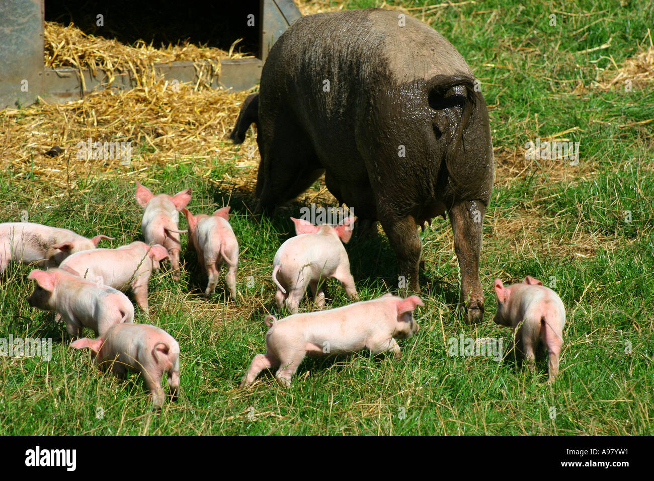 piglets and mother on farm Stock Photo - Alamy