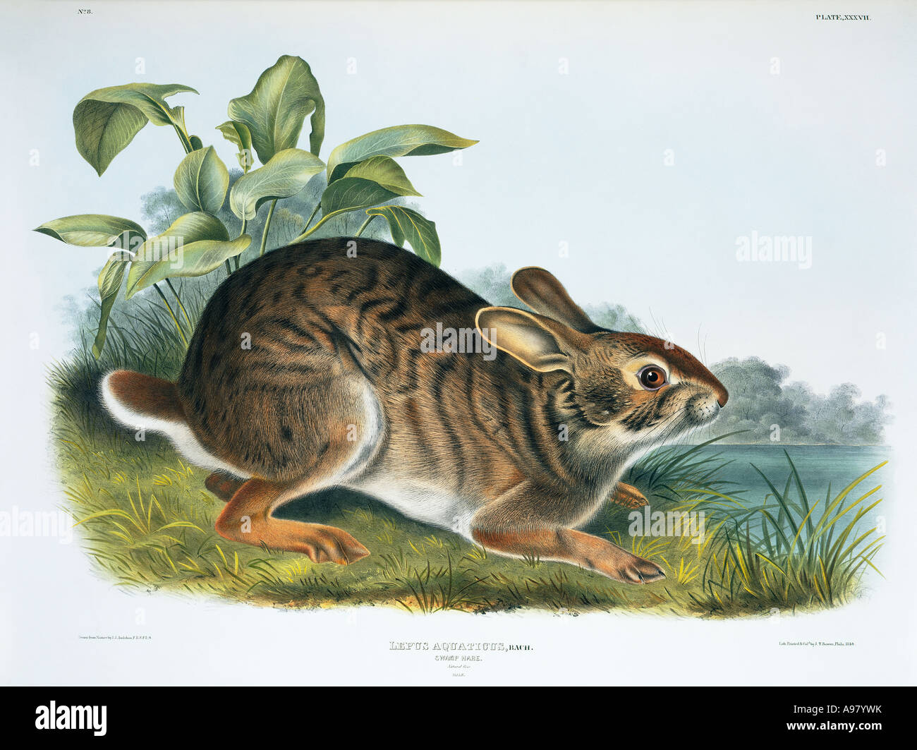 Sylvilagus aquaticus swamp rabbit Stock Photo - Alamy