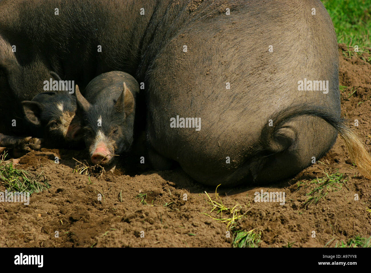 piglets and mother on farm Stock Photo - Alamy
