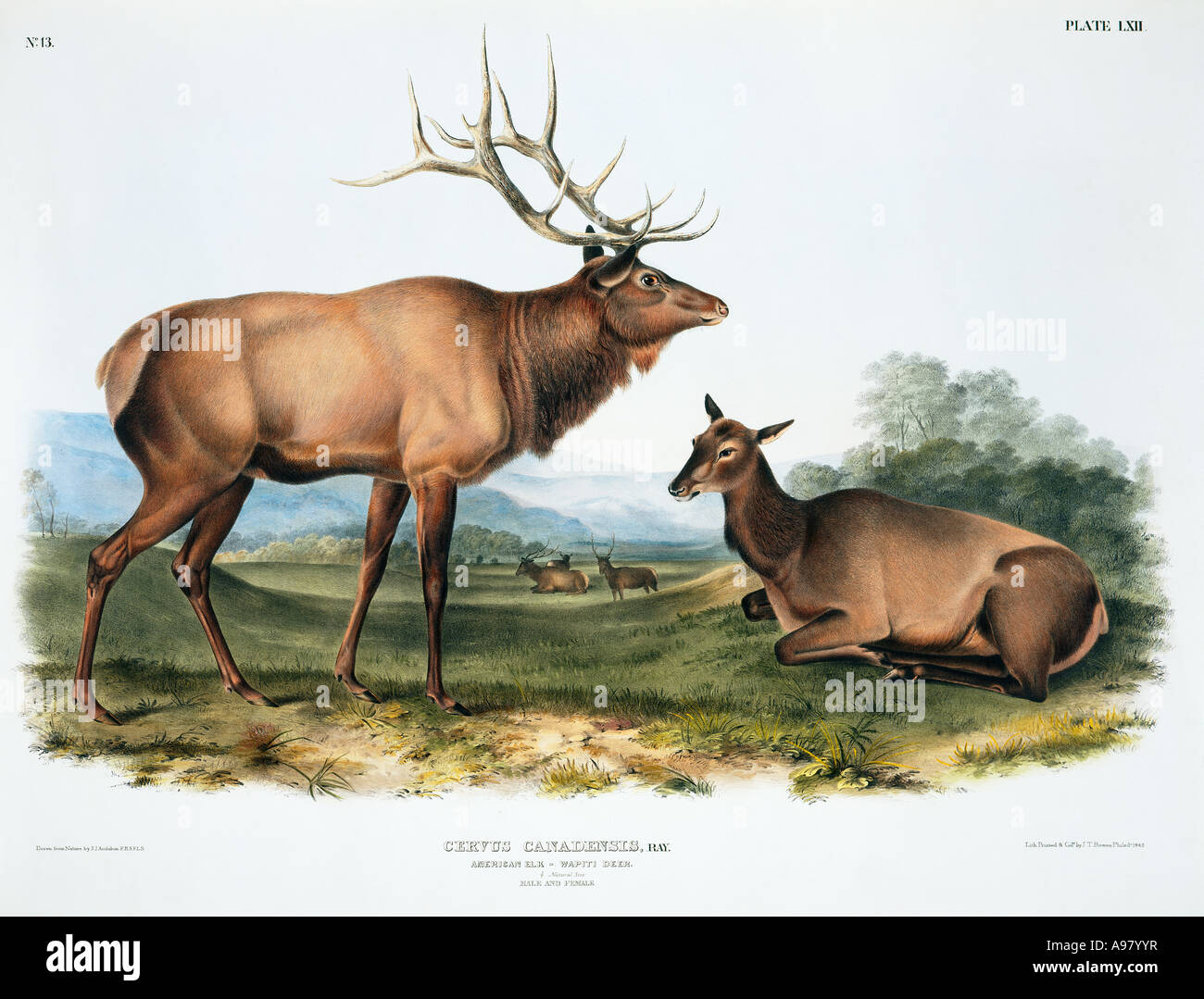James deer hi-res stock photography and images - Alamy