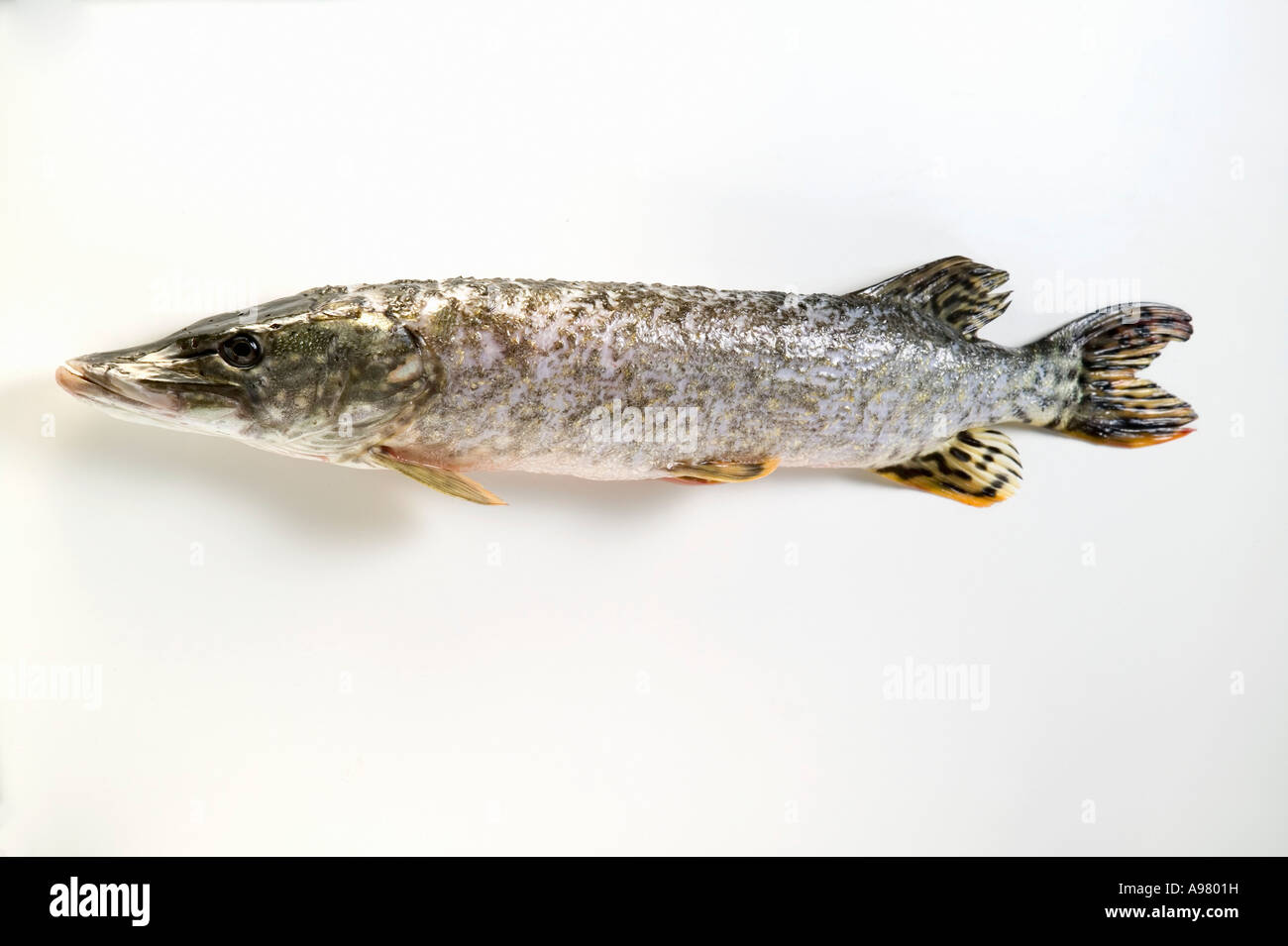 Whole pike FoodCollection Stock Photo - Alamy