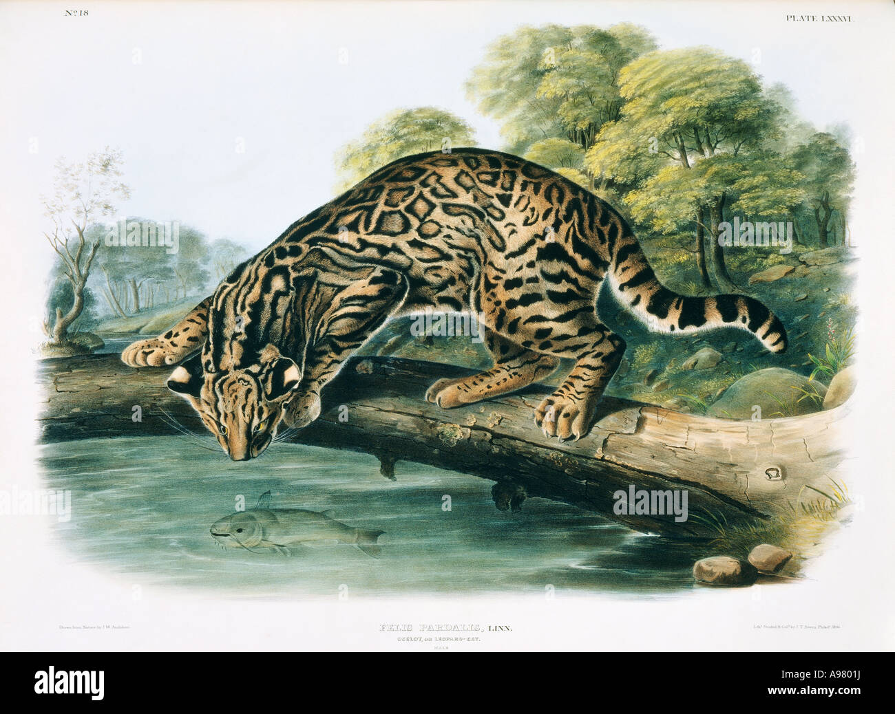 Leopardus pardalis ocelot Stock Photo - Alamy
